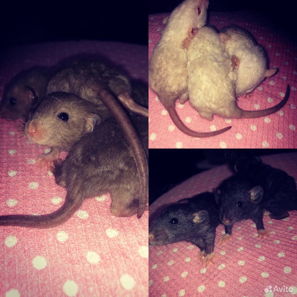 Крысята