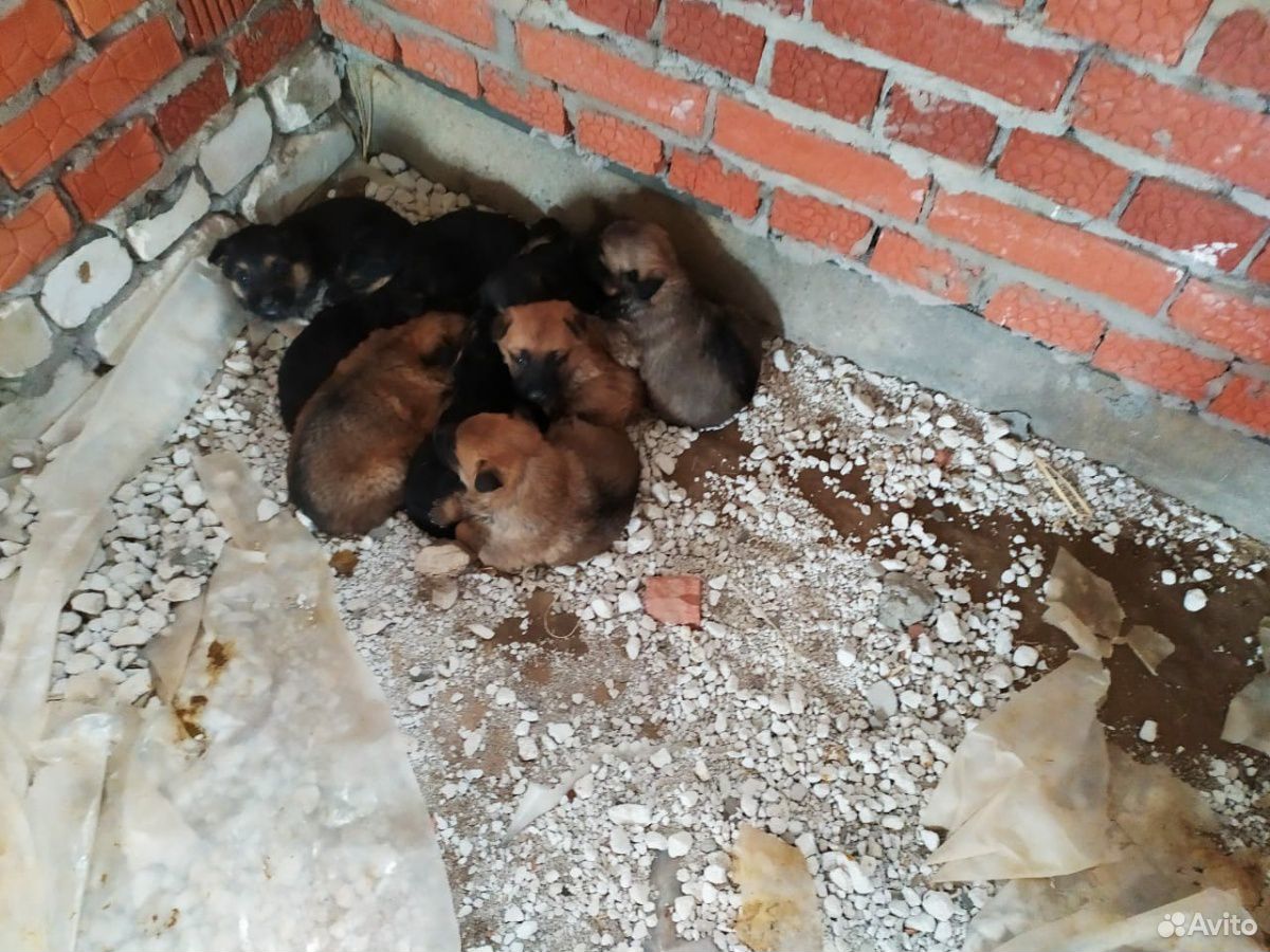 Щенки ищут дом