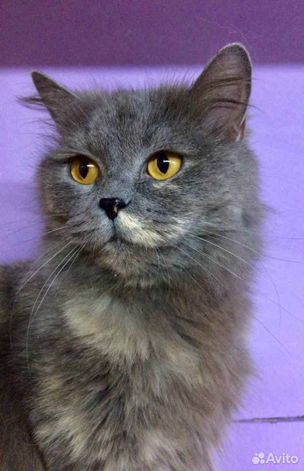 Кошка Эмили ищет хозяина. Отдадим в хорошие руки