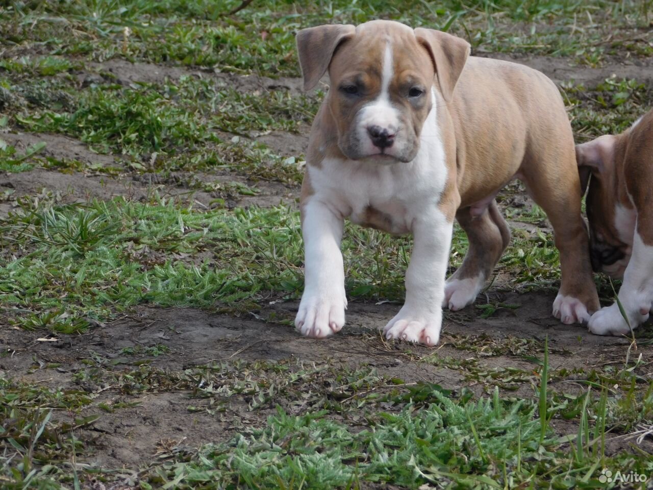 Супер мальчик амстаффа