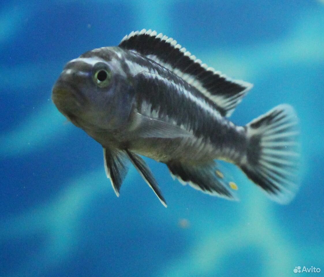 Рыбы (цихлиды) - майнгано (цена за 3)