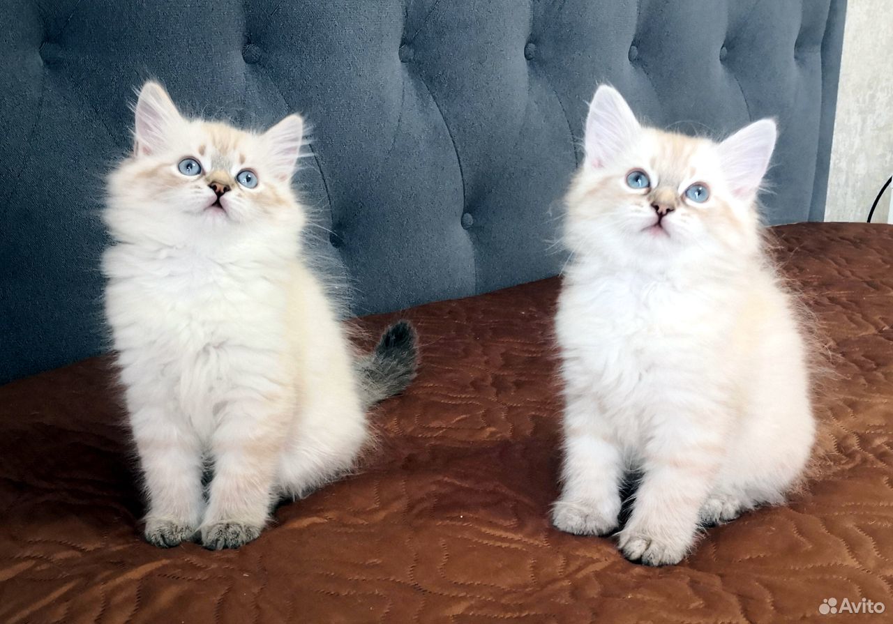 Котята невская маскарадная (сибирская)