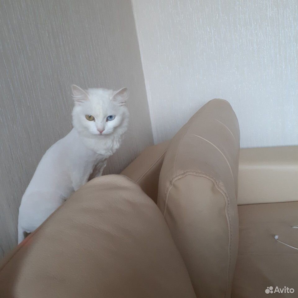 Белая кошечка с разноцветными глазами