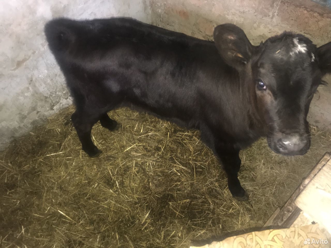 Продаётся телка Возраст: 1 месяц. Цвет:чёрный