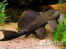 Парчовый сом отдам