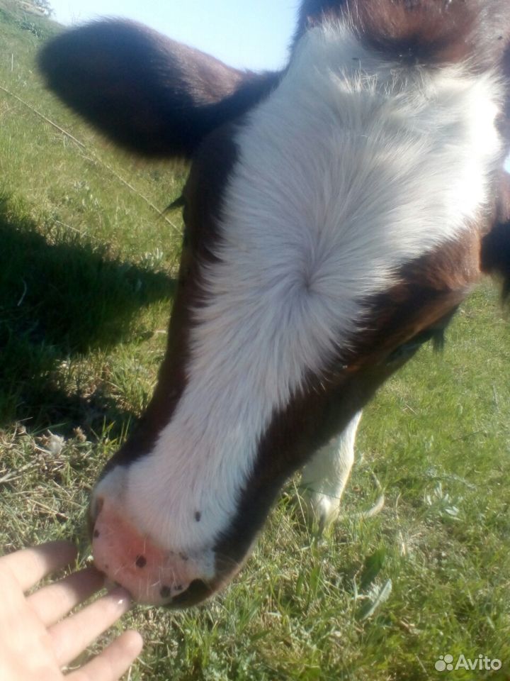 Телочка, 4 месяца