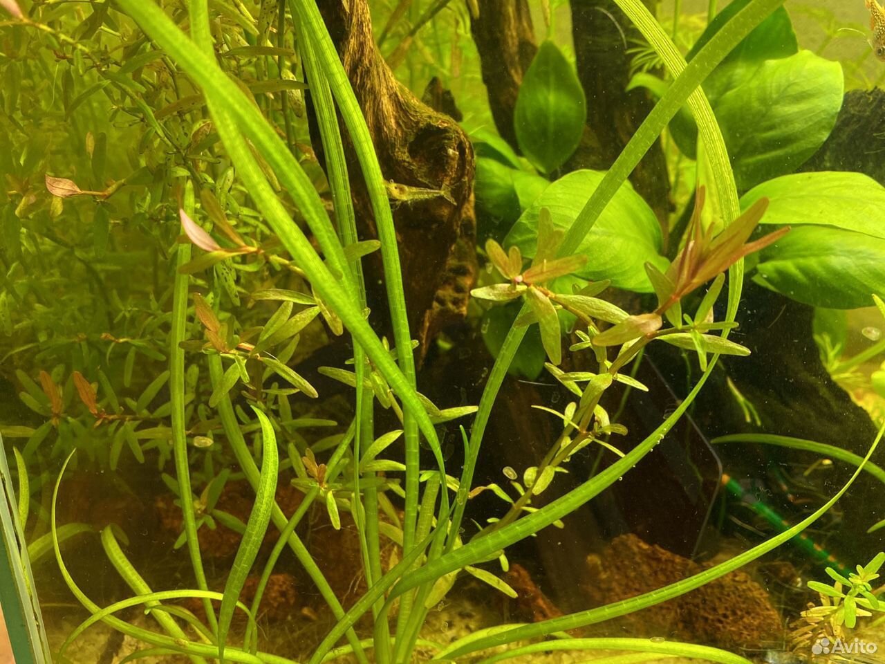 Прополка ротала