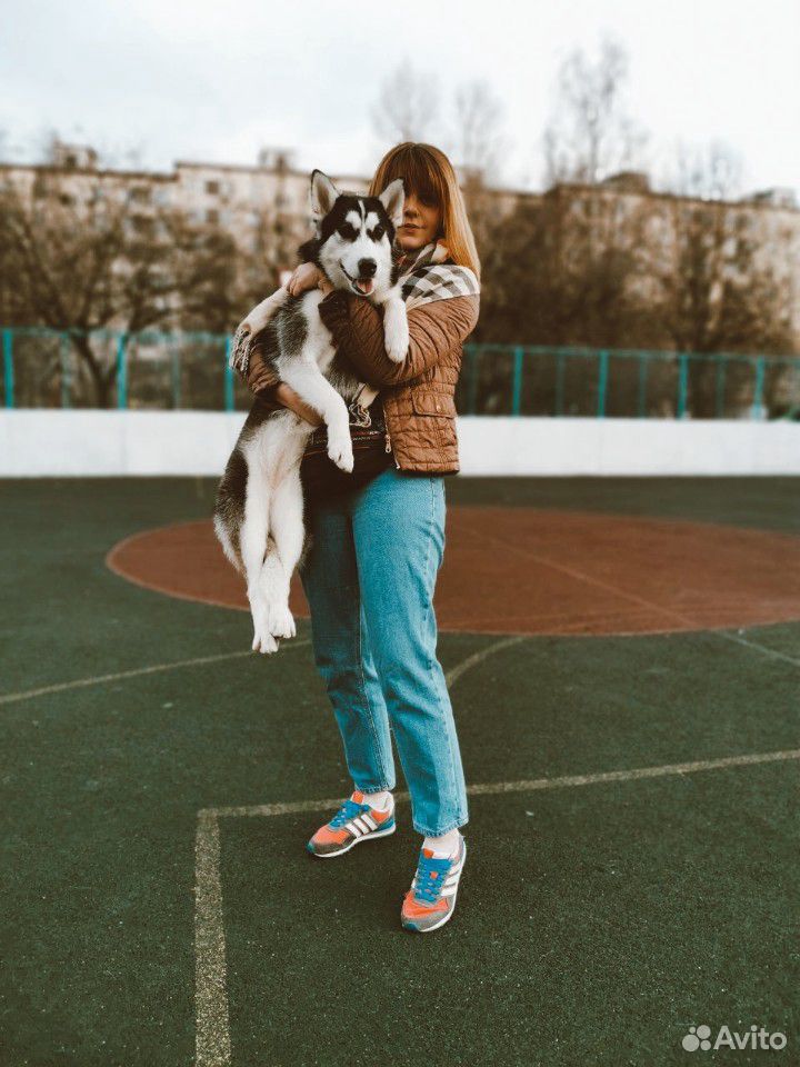 Продаётся девочка породы сибирский хаски