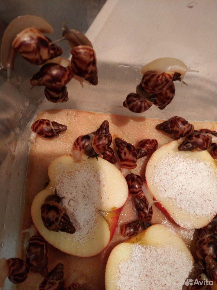 Улитки Ахатины ретикулята