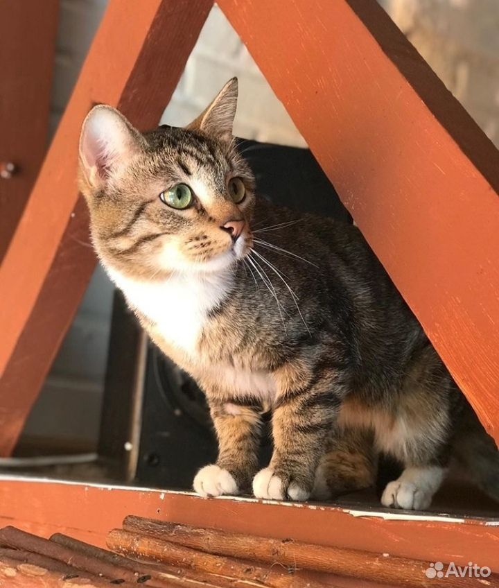 Ласковый котик Тимоша