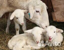 Продаются овцематки с ягнятами