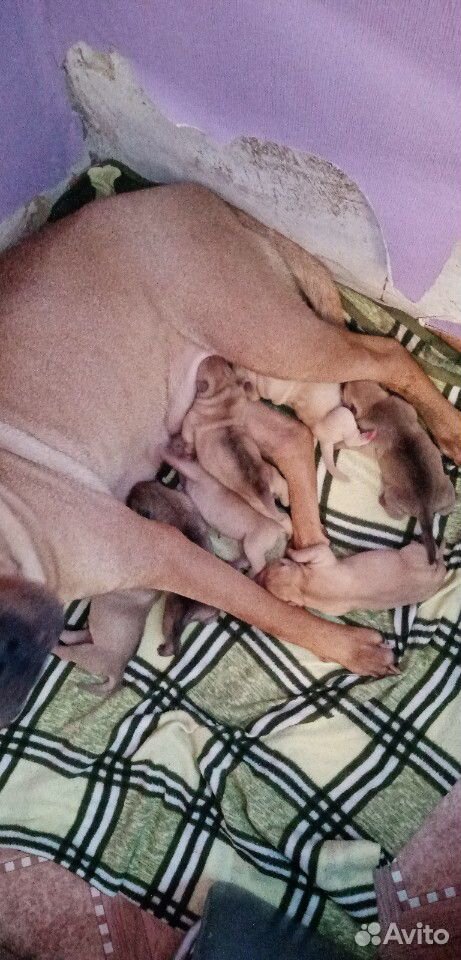 Щенки шарпея