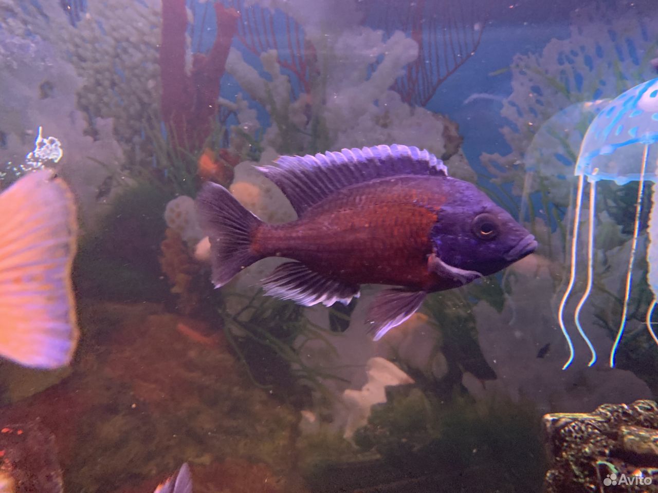 Каданго цихлидная рыба