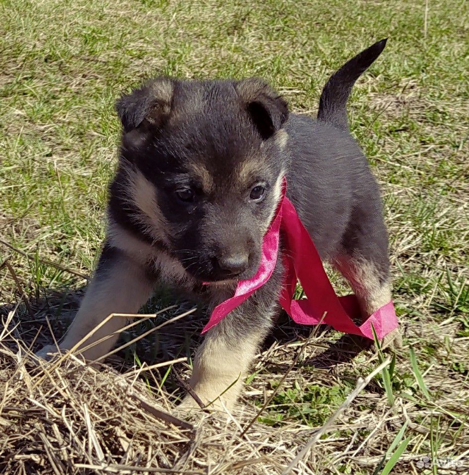 Щенок 1,5 мес девочка