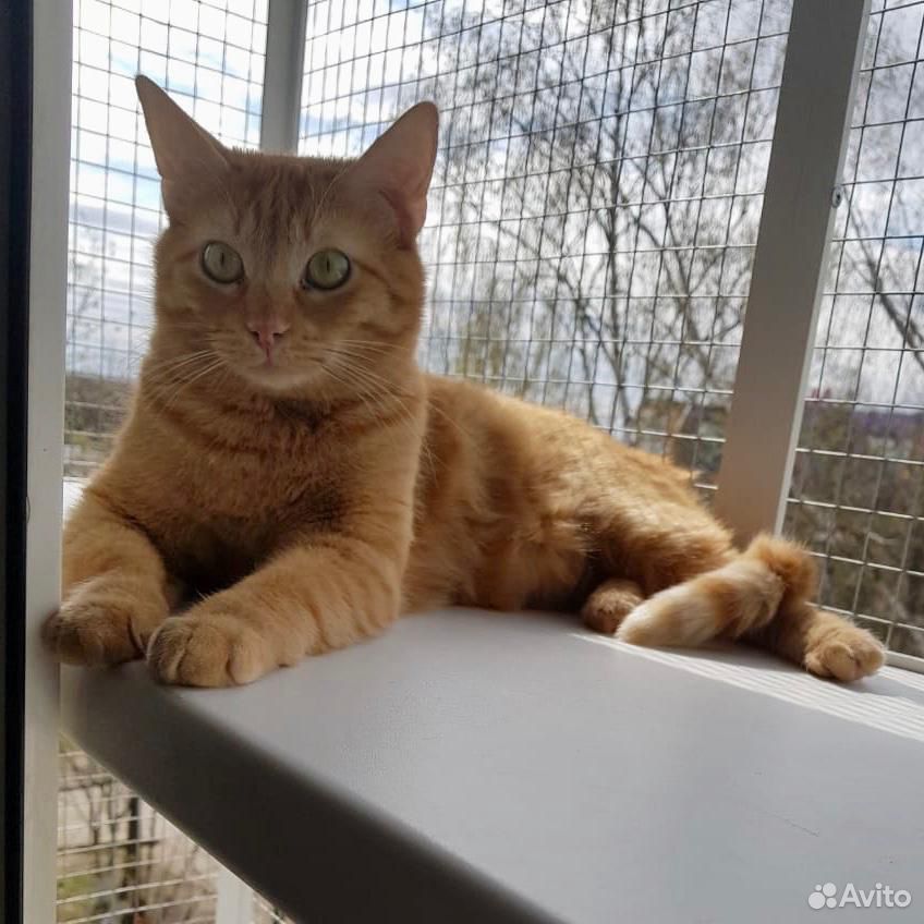 Кот Мандарин, 1,5 года