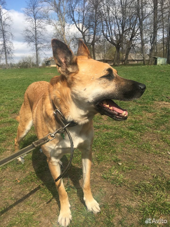 Очаровательный и Ласковый пёс Рассел в поисках дом