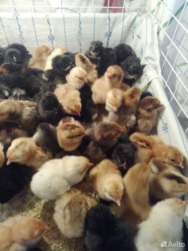 Цыплята Кучинские и бройлер