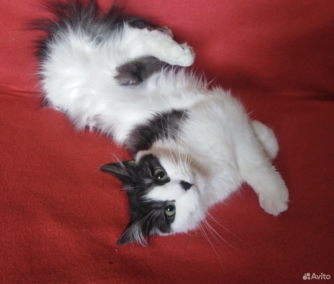 Симона ищет дом