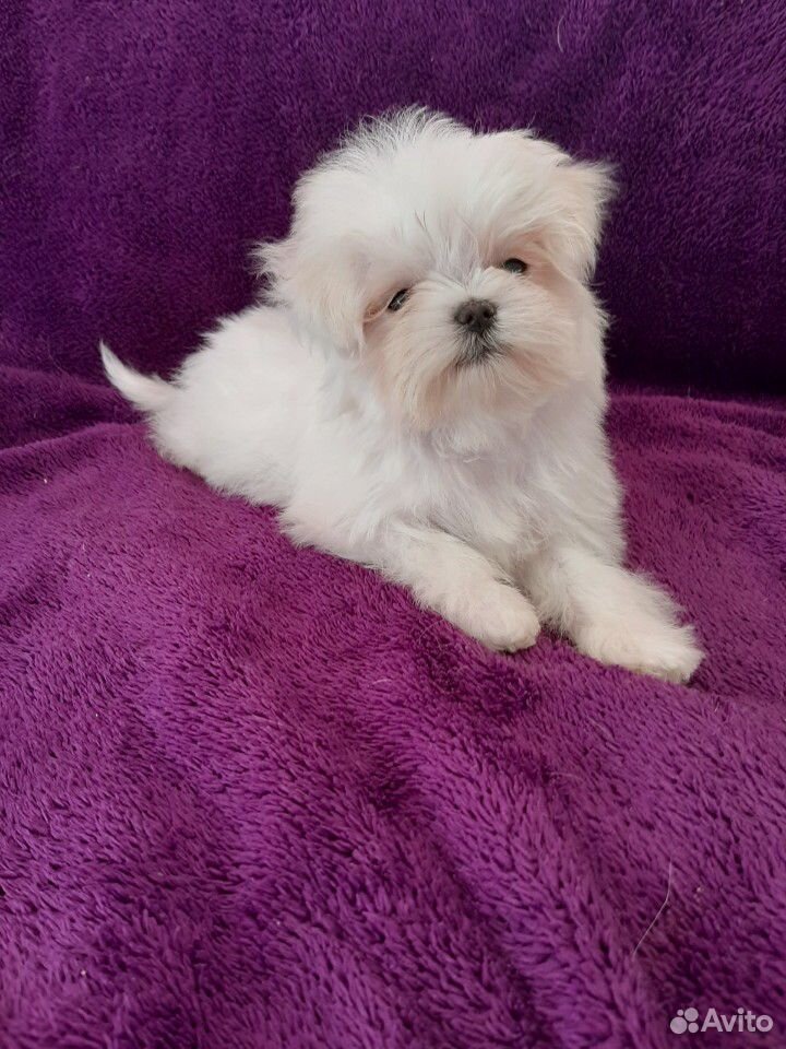 Кроха Мальтез