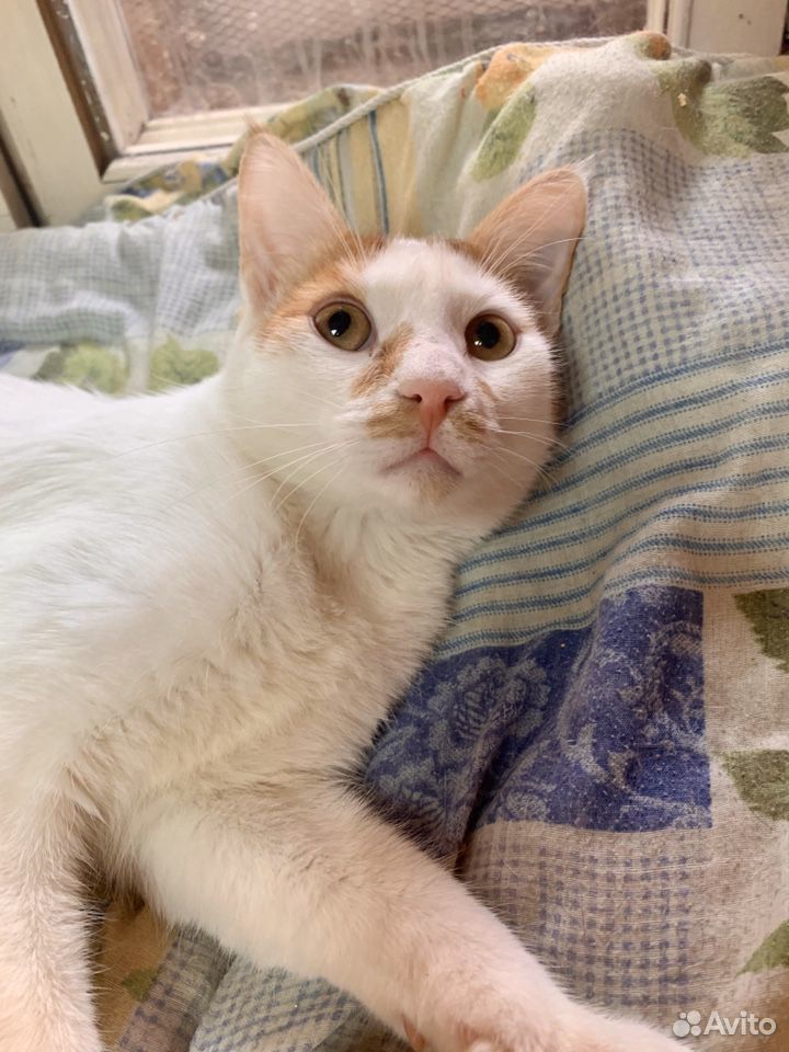 Котёнок Лёва 8 мес ищет дом