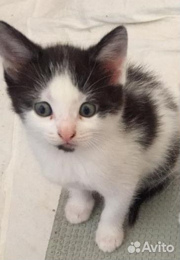 Пупся карапузная