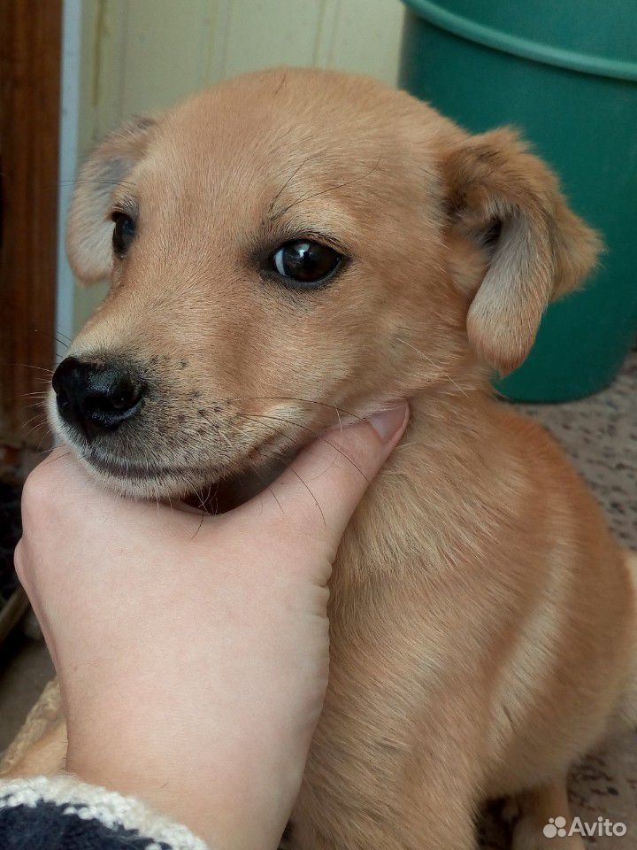 Собака