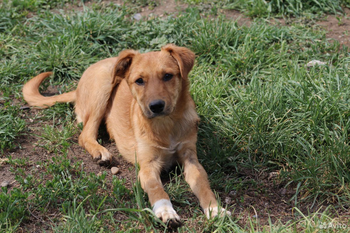 Барни в добрве руки