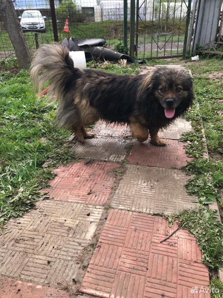 Собака.Метис пекинеса в добрые руки