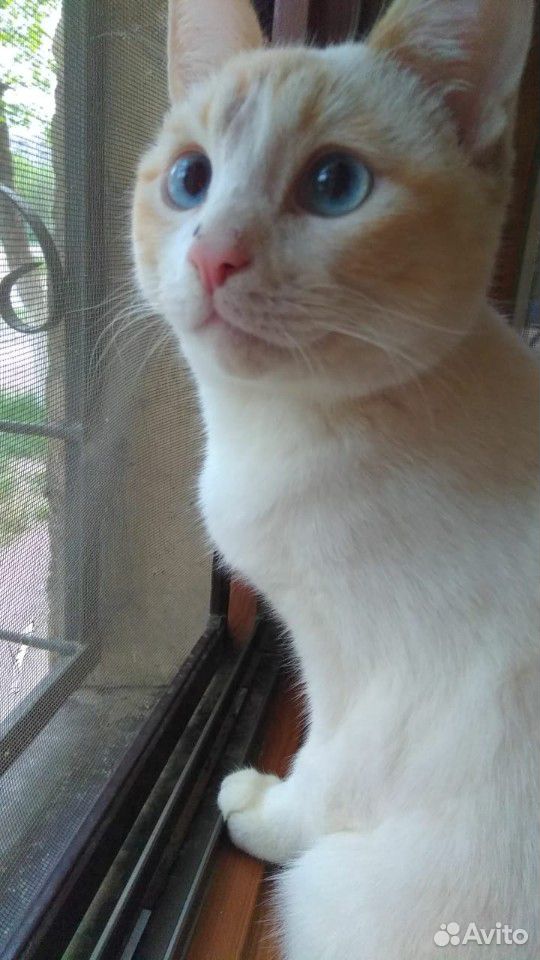 Котик в добрые руки
