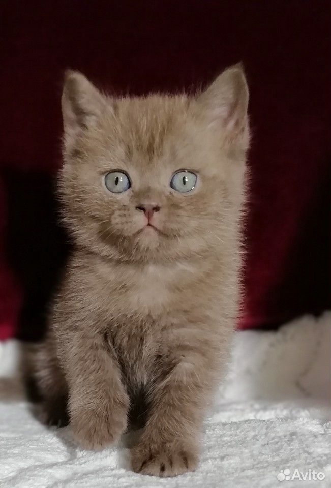 Британская шоколадка