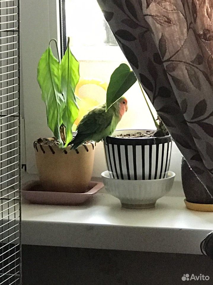 Отдам двух попугаев Кореллу и Неразлучник