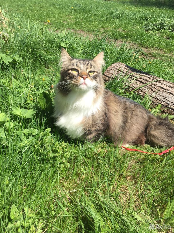 Котик Леошкин в добрые руки