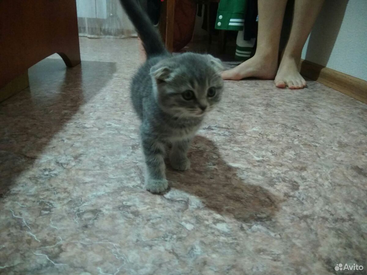 Британская вислоухая