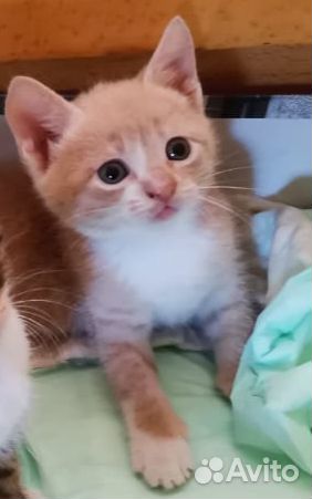 Невероятно ласковый котик