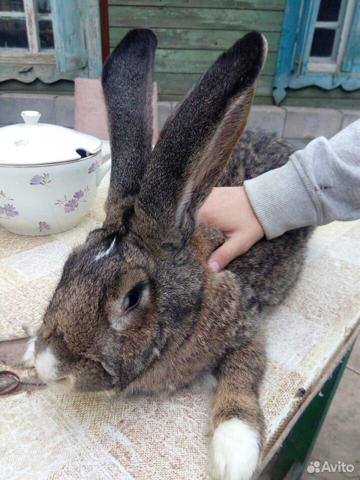 Кролик фландр