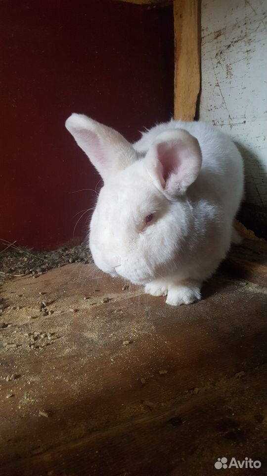 Продам кроликов
