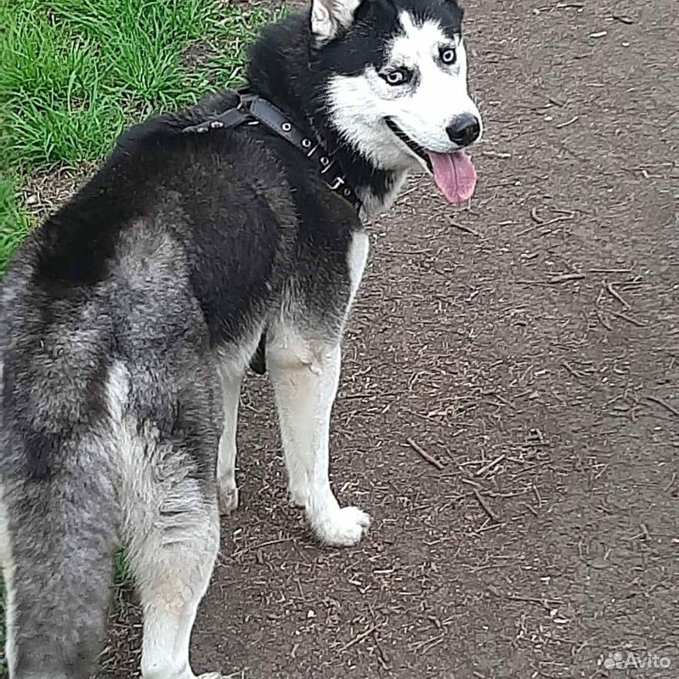 Сибирский хаски