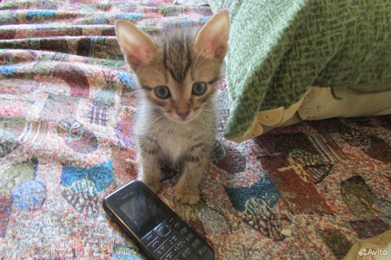 Котенок Кузя ждет своих мам-пап