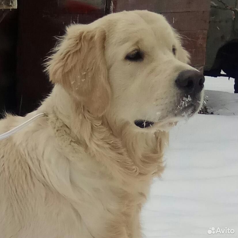 Собака для сьемок