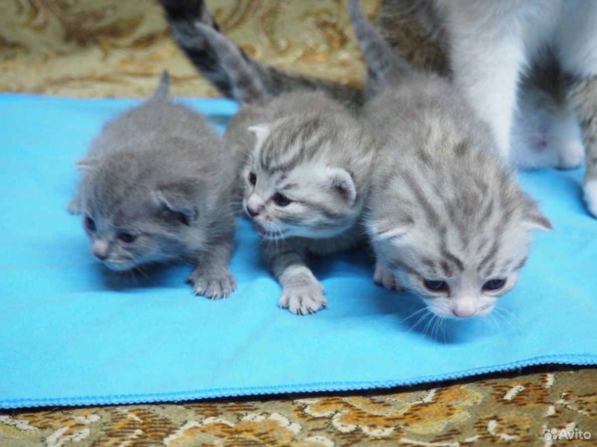Отдам котят. Метисы шотландца