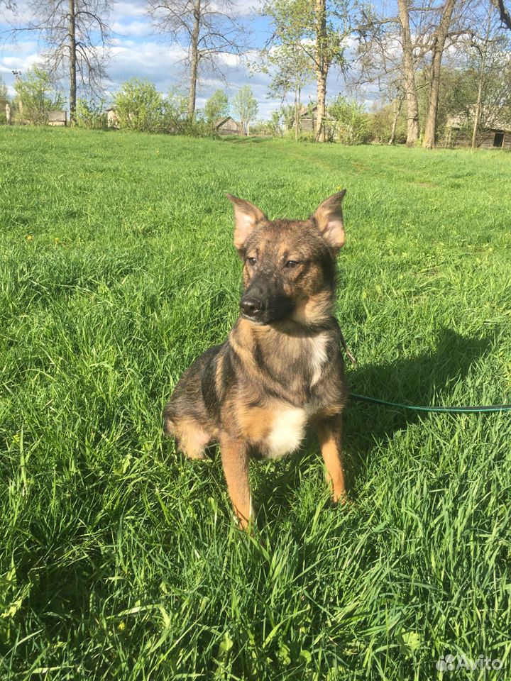 Миниатюрный коротколапик Вегас ищет дом