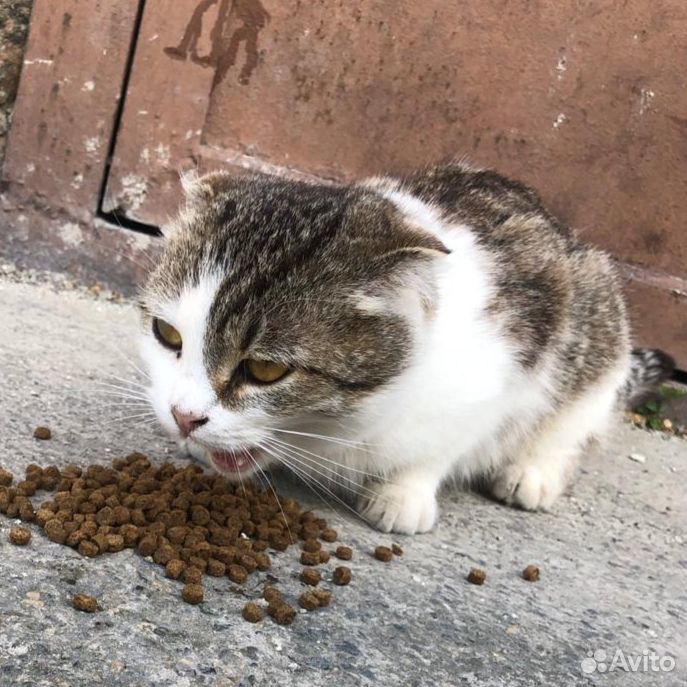 Шотландская кошечка, стерилизована