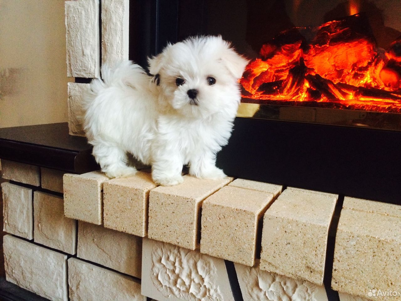 Мальчик Мальтезе 2 месяца, мелкий стандарт с РКФ