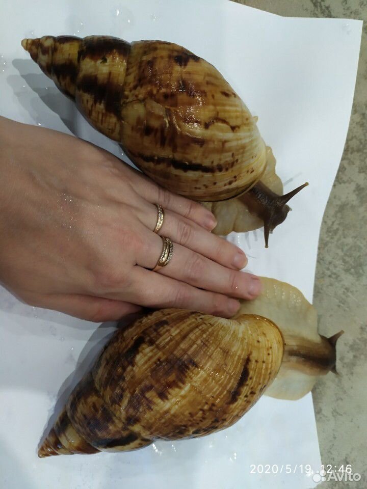 Ахатина ретикулята