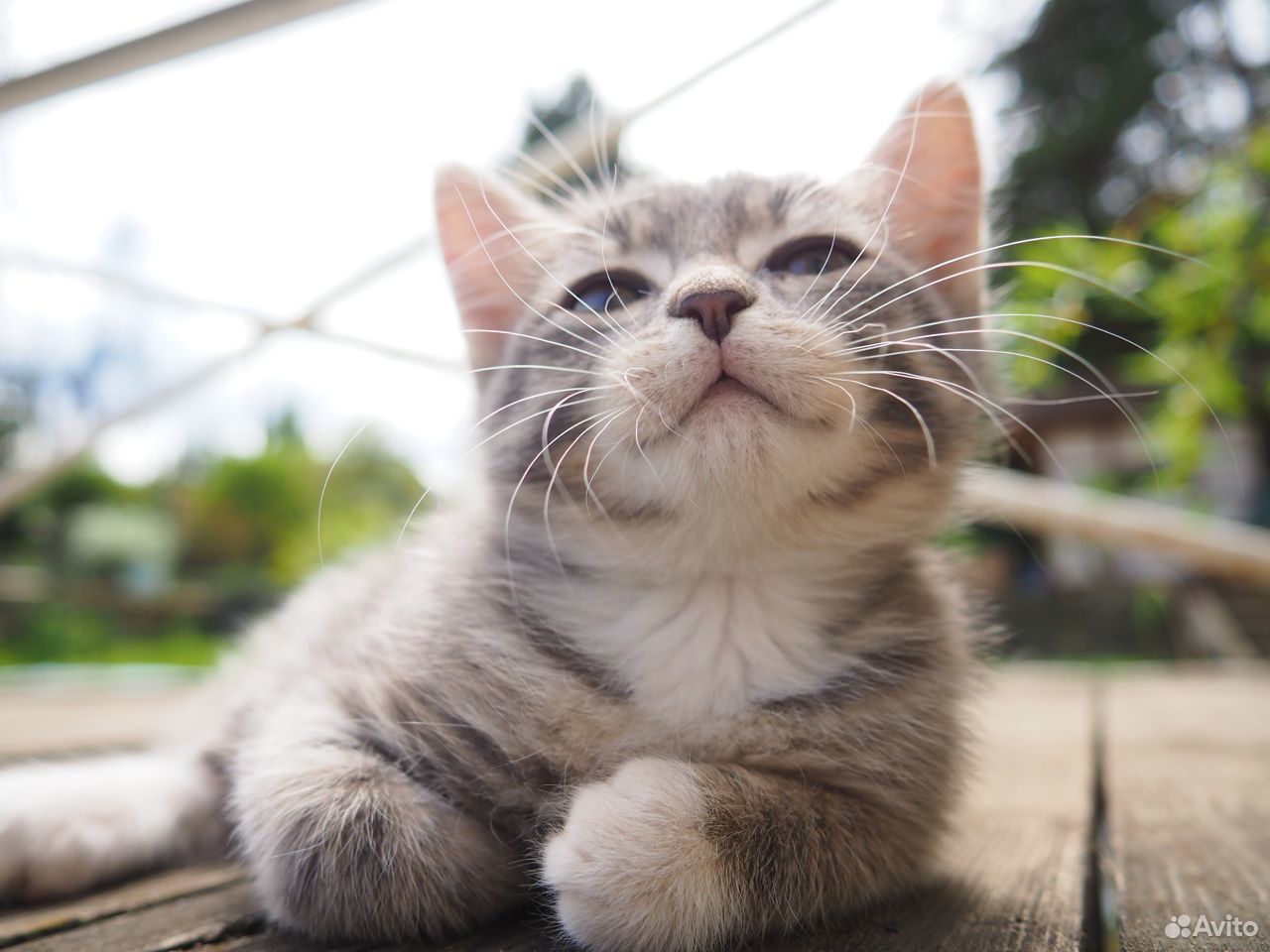 Котята