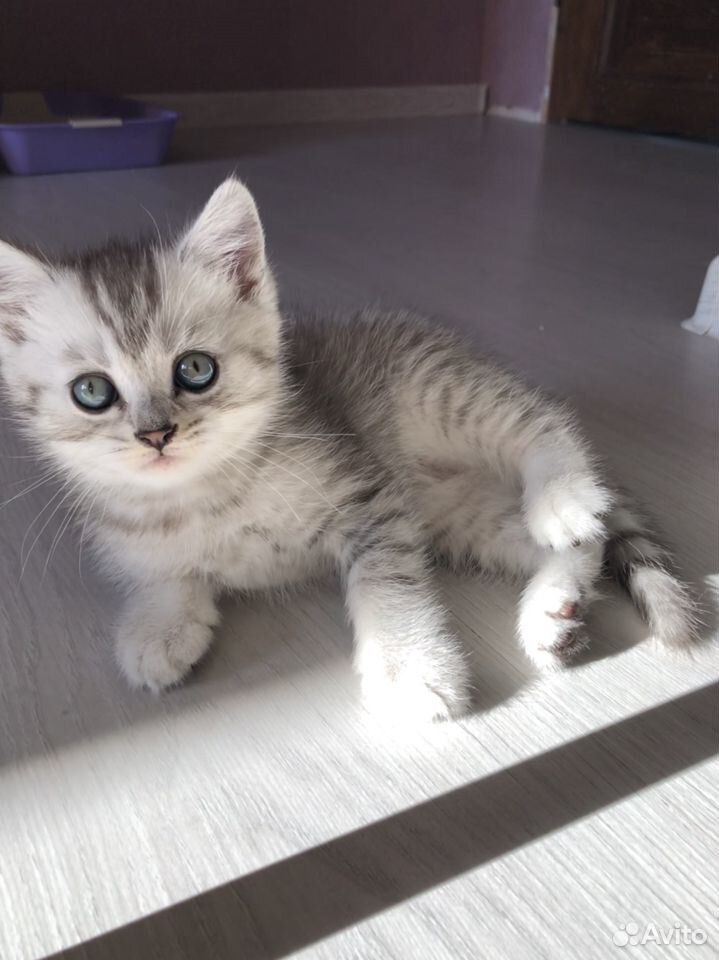 Котята Британцы