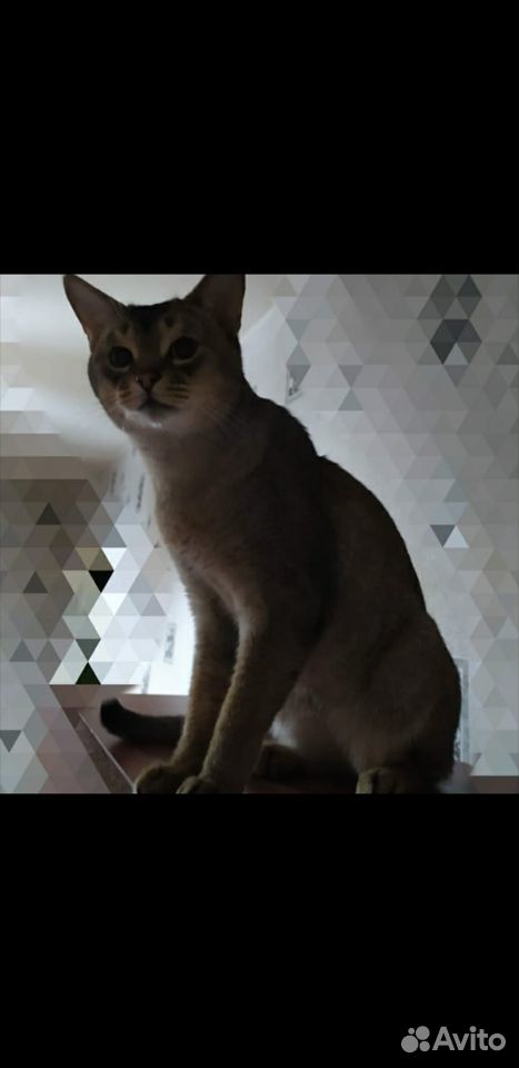 Абессинец котик