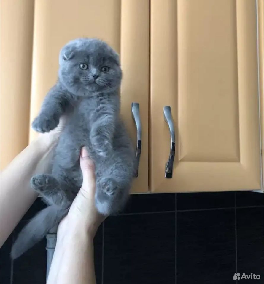 Котята