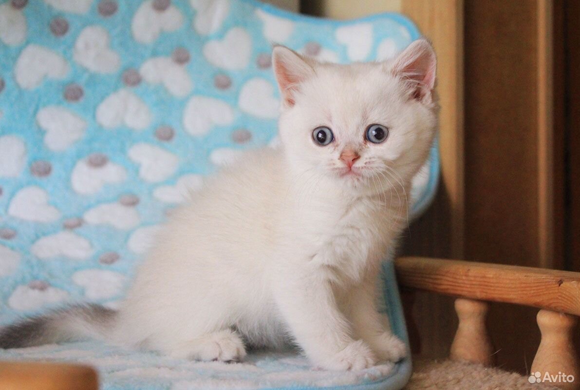 Туся - золотая колорочка