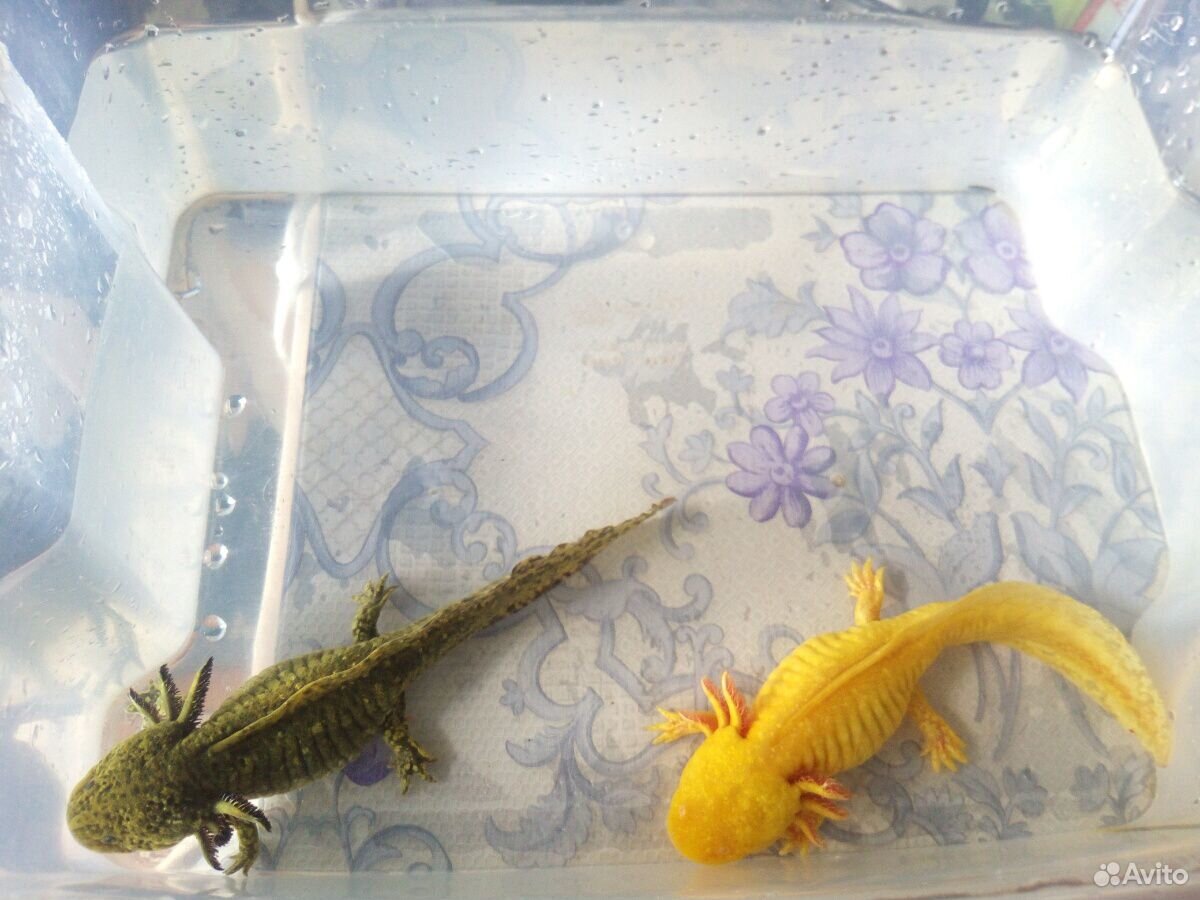 Продаются Аксолотли